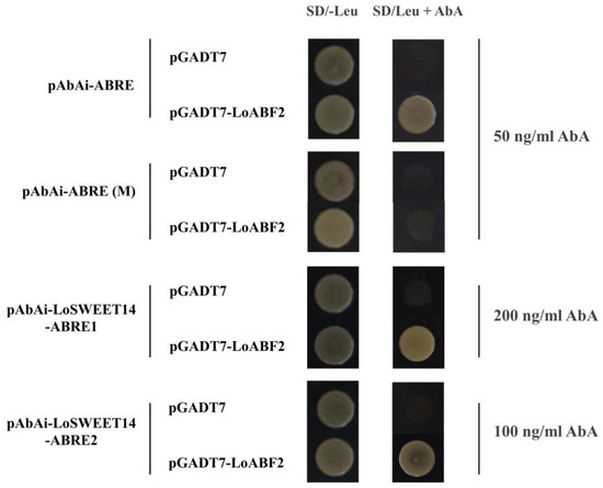 LoSWEET14, a Sugar Transporter in Lily, Is Regulated by Transcription Factor LoABF2 to ...