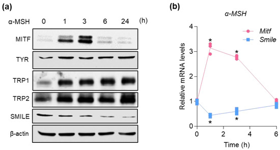SMILE Downregulation during Melanogenesis Induces MITF Transcription in ...