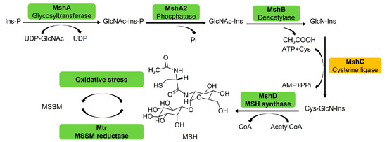 Structural Basis of Cysteine Ligase MshC Inhibition by Cysteinyl ...