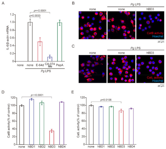 IJMS | Free Full-Text | Human β-Defensin 3 Inhibits Porphyromonas Gingivalis Lipopolysaccharide ...