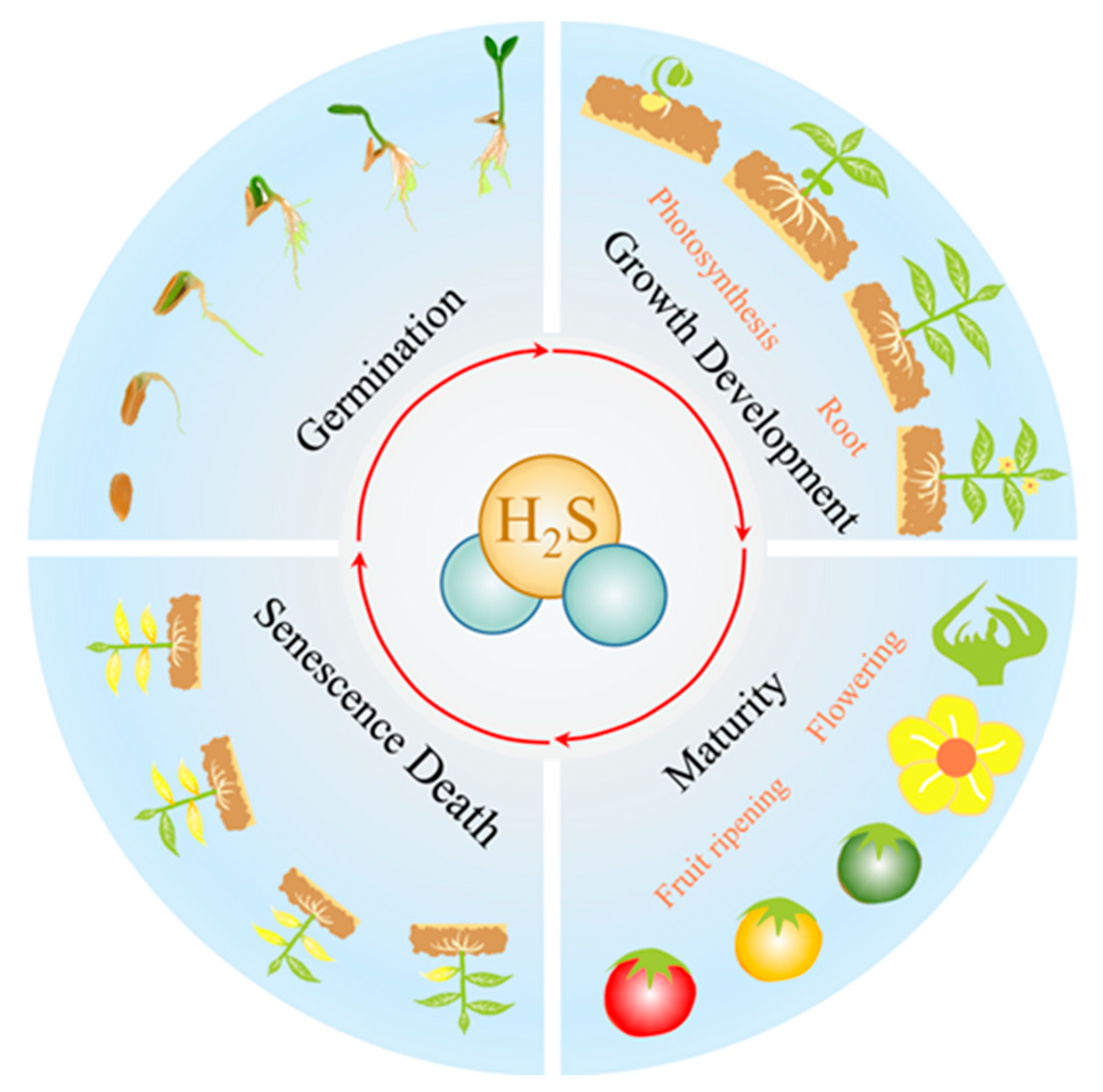 Hydrogen Sulfide H2s Signaling In Plant Development And 52 Off