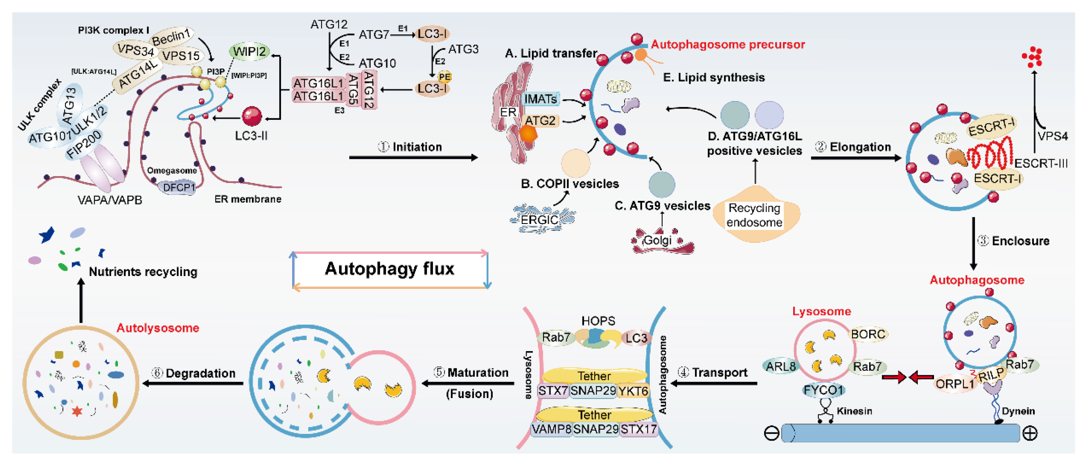 IJMS | Free Full-Text | Natural-Product-Mediated Autophagy in the ...
