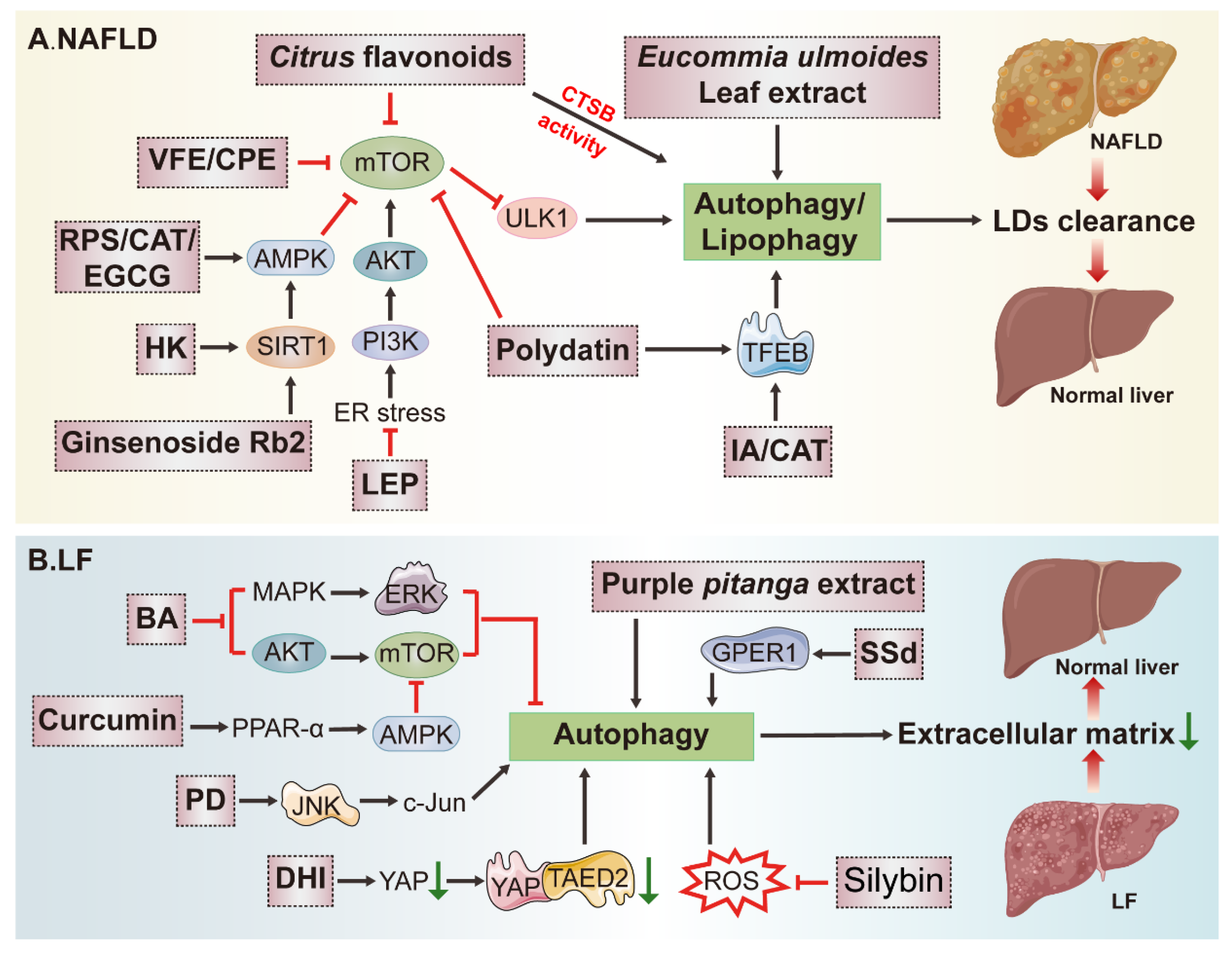Natural-Product-Mediated Autophagy in the Treatment of Various Liver ...