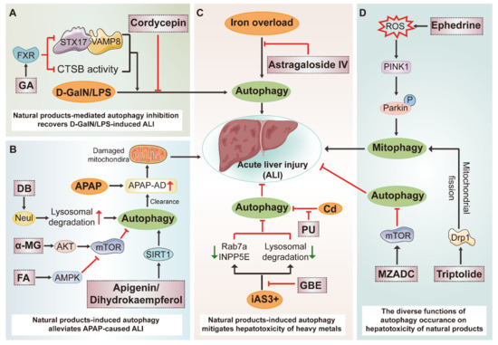 Natural-Product-Mediated Autophagy in the Treatment of Various Liver ...