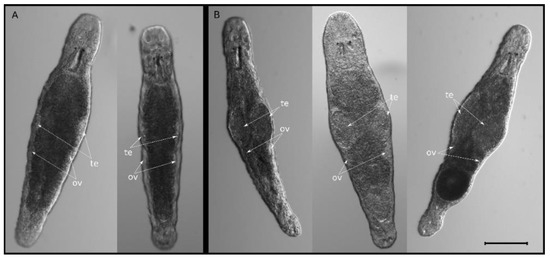 Mlig-SKP1 Gene Is Required for Spermatogenesis in the Flatworm ...