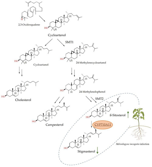 Tomato Sterol 22-desaturase Gene CYP710A11: Its Roles in Meloidogyne ...