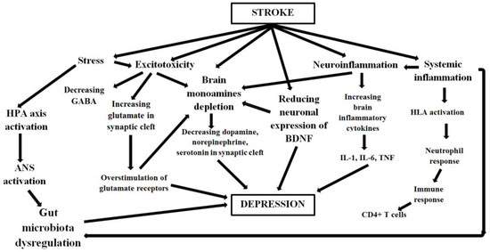 Pathophysiology and Current Drug Treatments for Post-Stroke Depression ...
