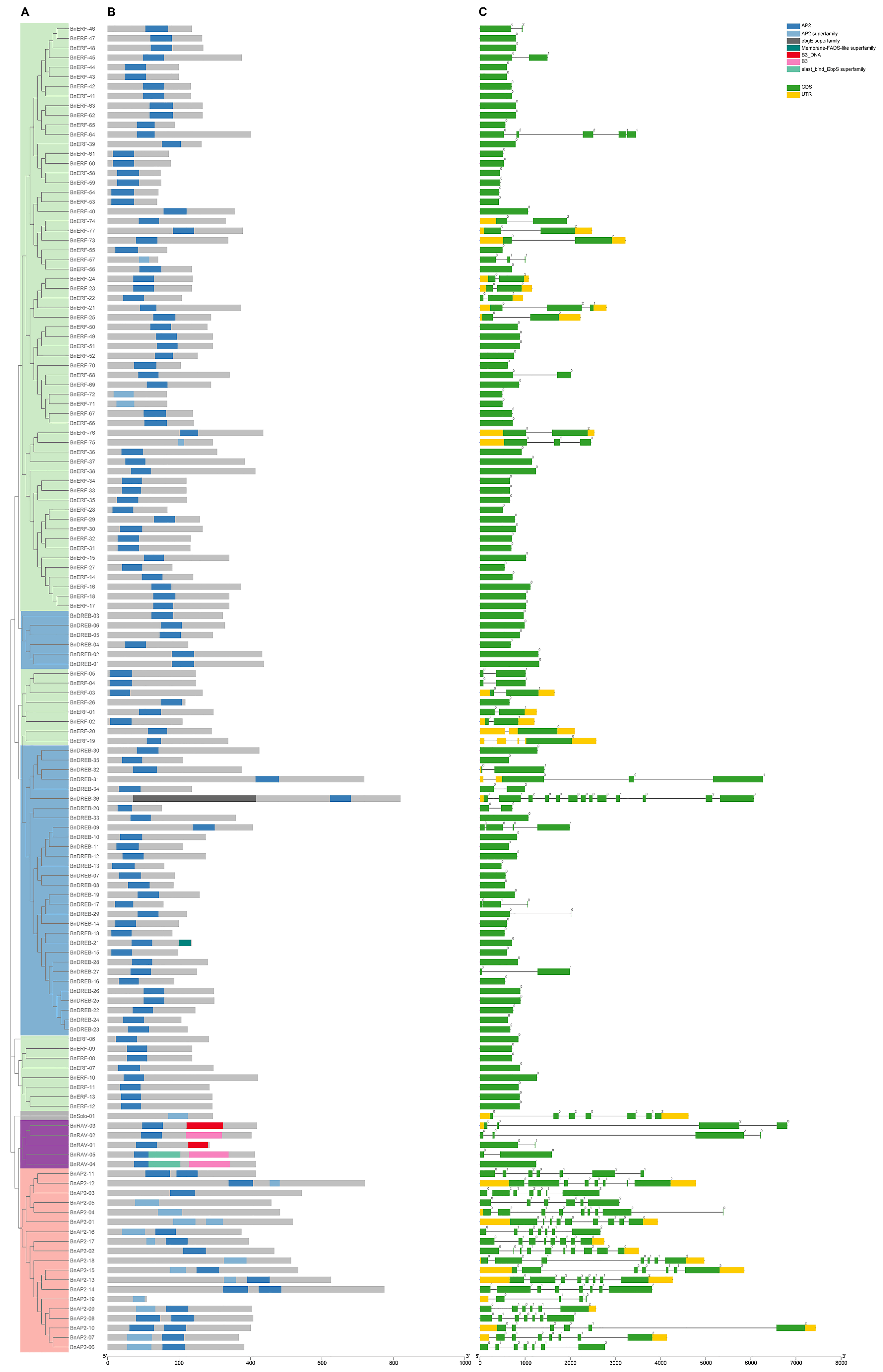 Genome-Wide Analysis of AP2/ERF Gene Superfamily in Ramie (Boehmeria ...
