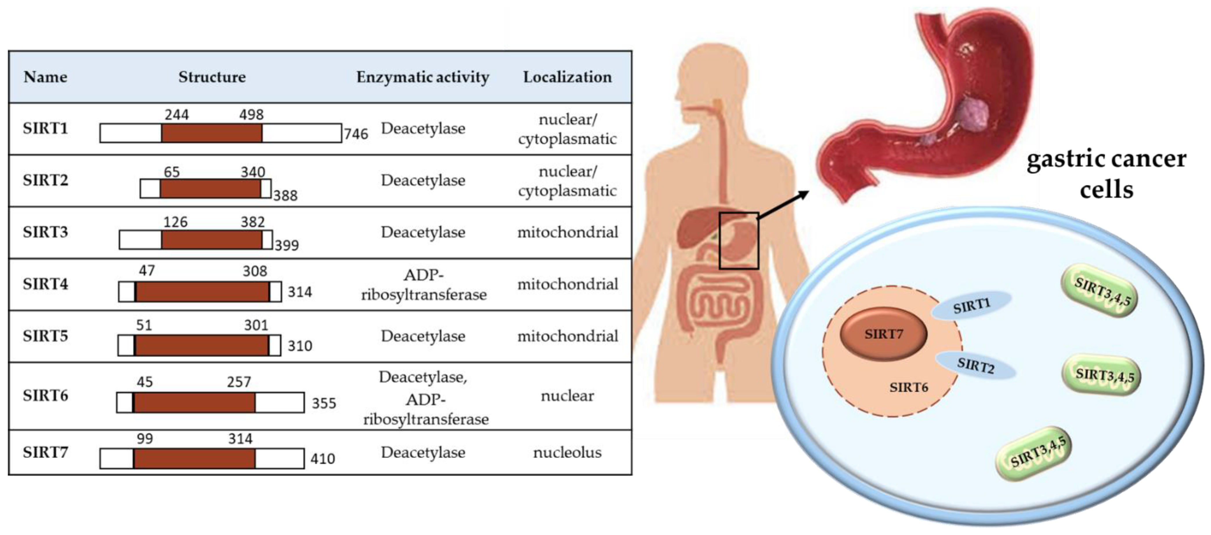 Sirtuins (SIRTs) As a Novel Target in Gastric Cancer