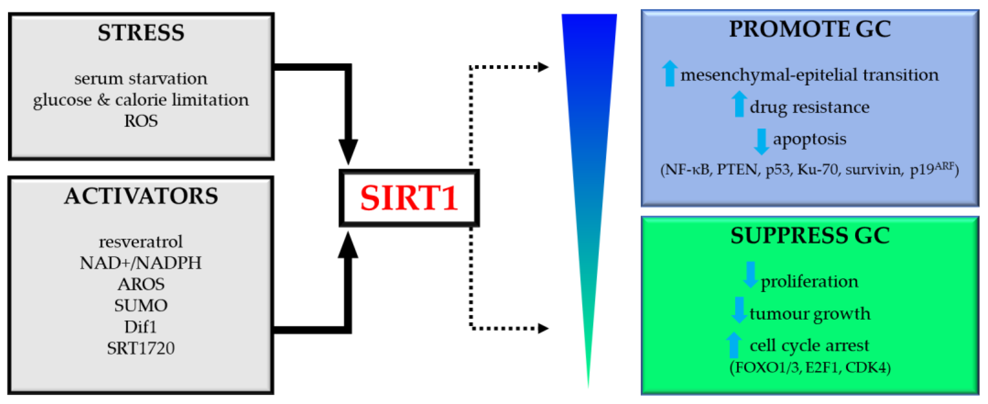 Sirtuins (SIRTs) As a Novel Target in Gastric Cancer