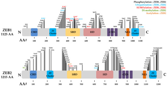 Post-Translational Modification of ZEB Family Members in Cancer Progression