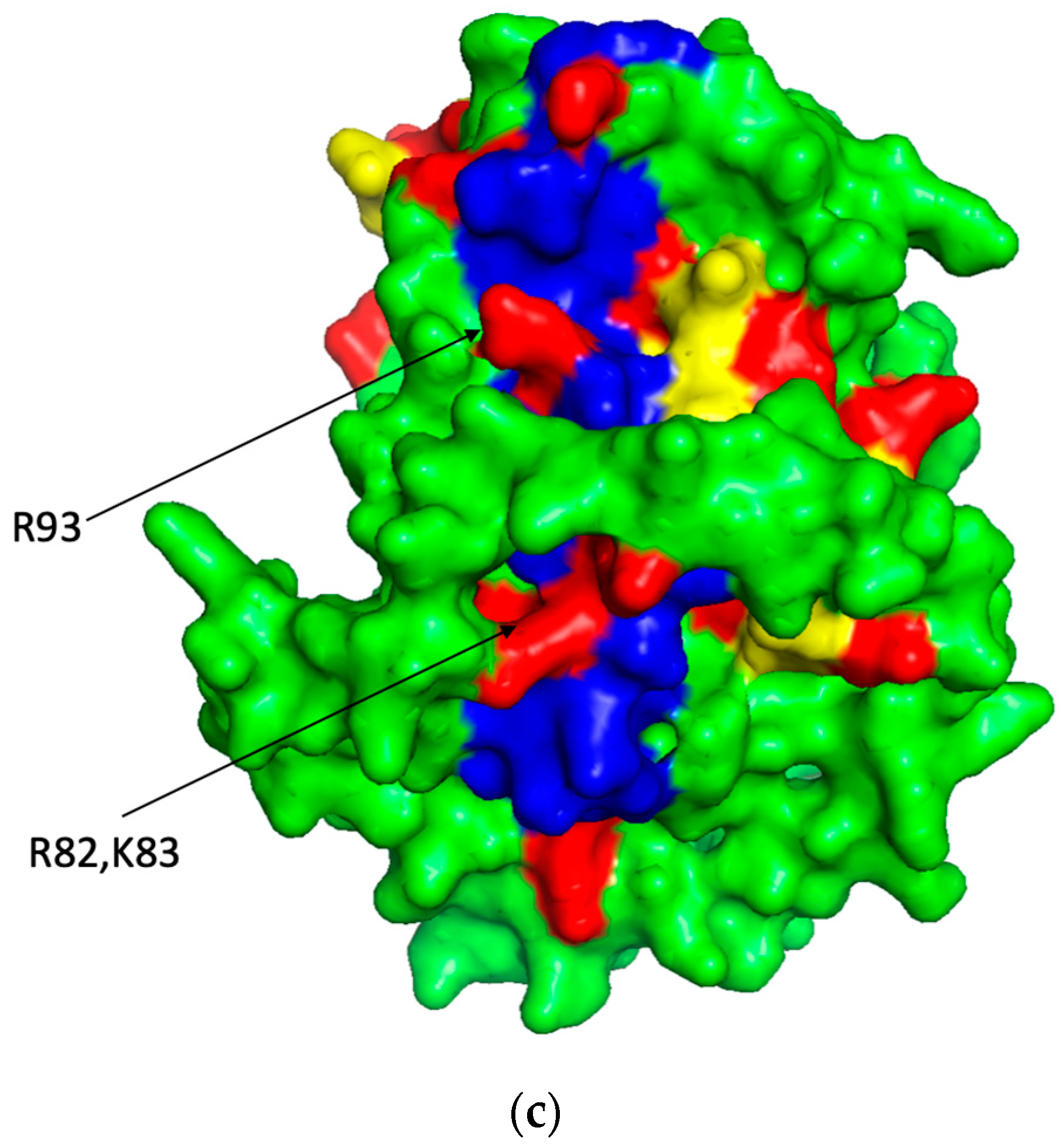 The Graphical Studies of the Major Molecular Interactions for Neural Cell Adhesion Molecule ...