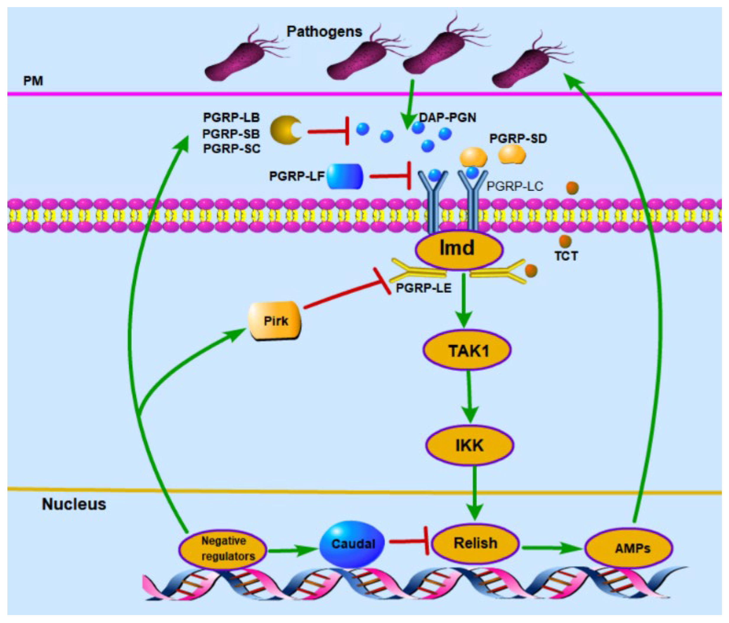 The Intestinal Immune Defense System in Insects