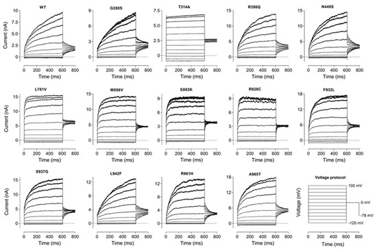 Functional Effects of Epilepsy Associated KCNT1 Mutations Suggest ...