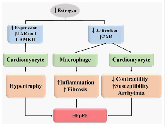 Heart Failure in Menopause: Treatment and New Approaches