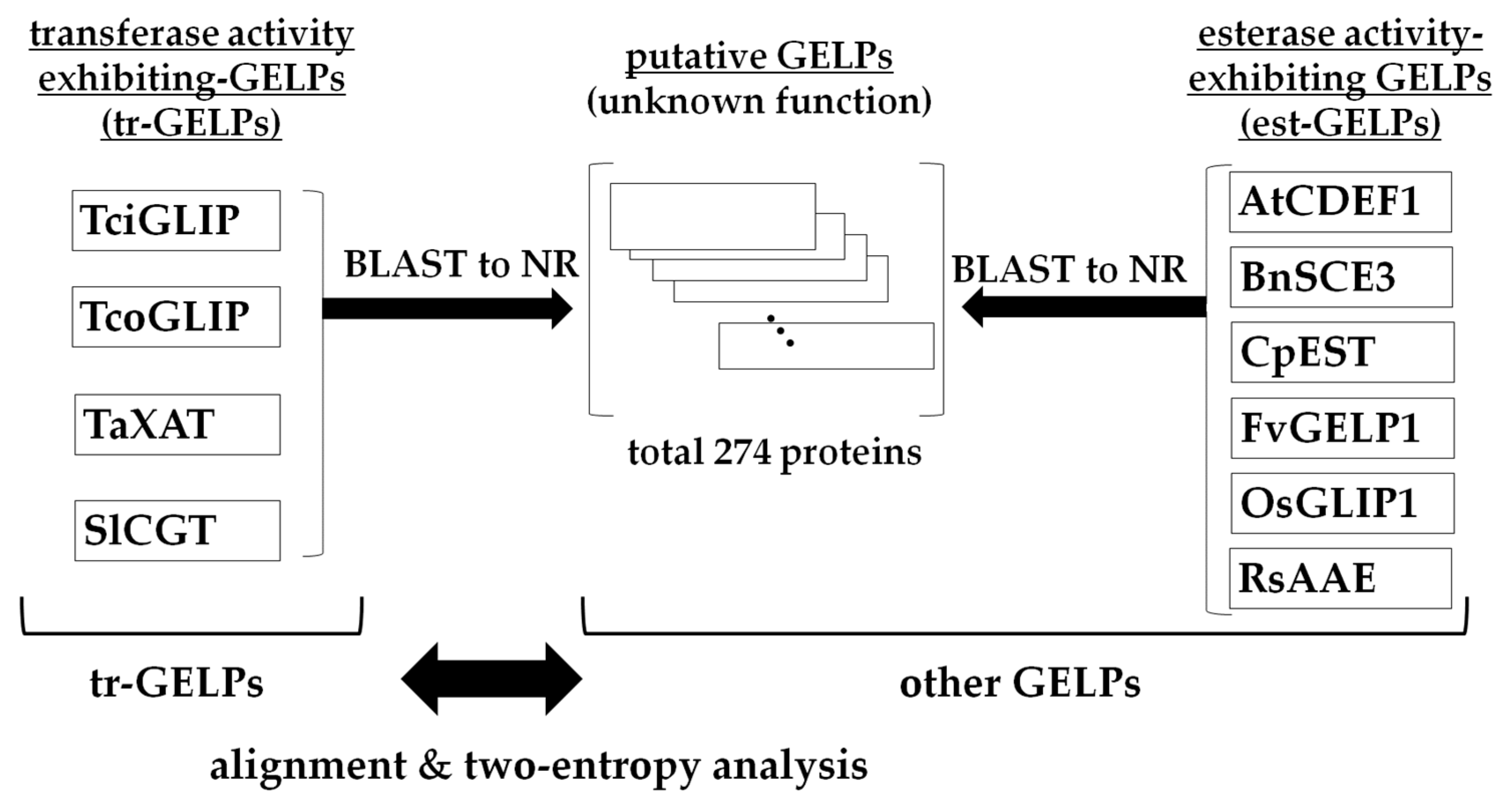 Key Amino Acids for Transferase Activity of GDSL Lipases