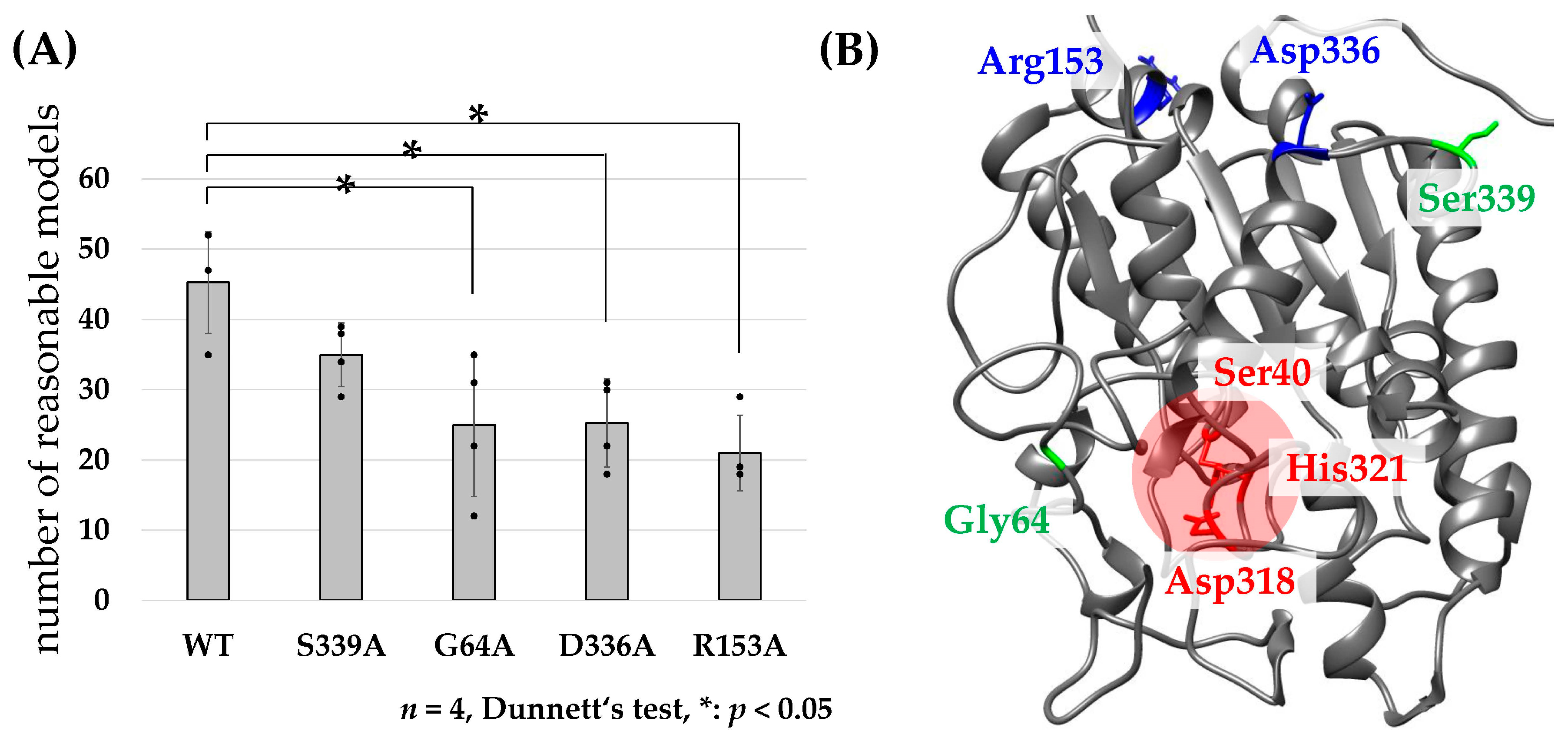 Key Amino Acids for Transferase Activity of GDSL Lipases