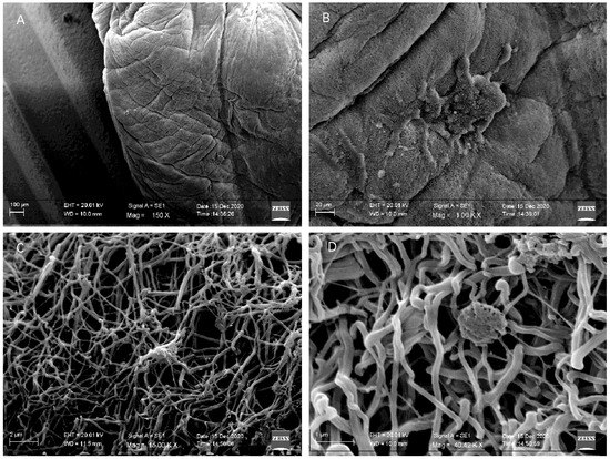 Use of CGF in Oral and Implant Surgery: From Laboratory Evidence to ...