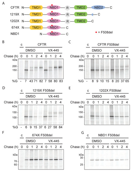 Redefining Hypo- and Hyper-Responding Phenotypes of CFTR Mutants for ...