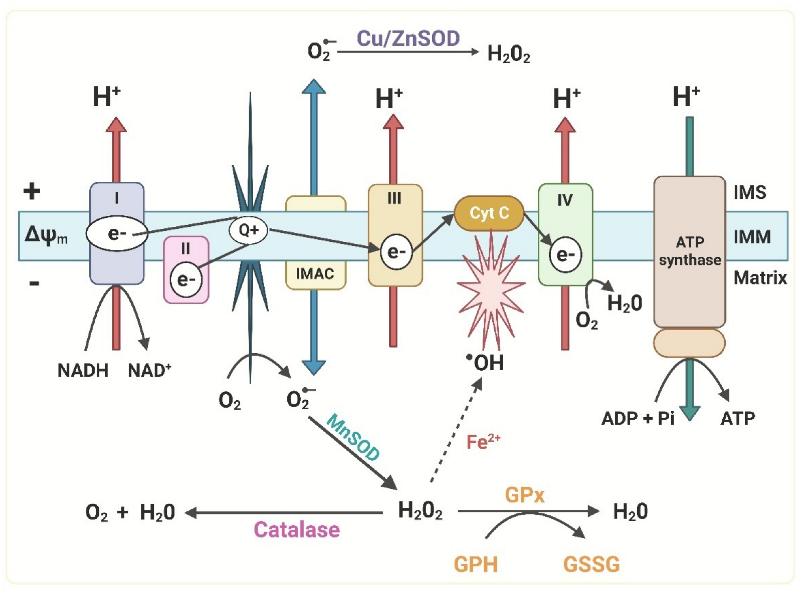 The Relationship between Reactive Oxygen Species and the cGAS/STING ...
