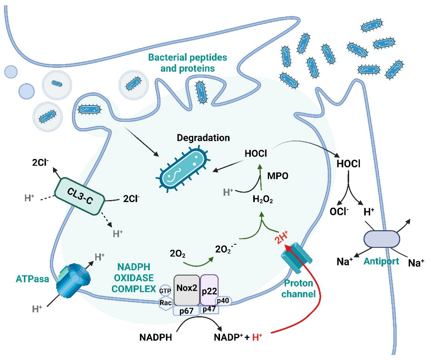 The Relationship between Reactive Oxygen Species and the cGAS/STING ...