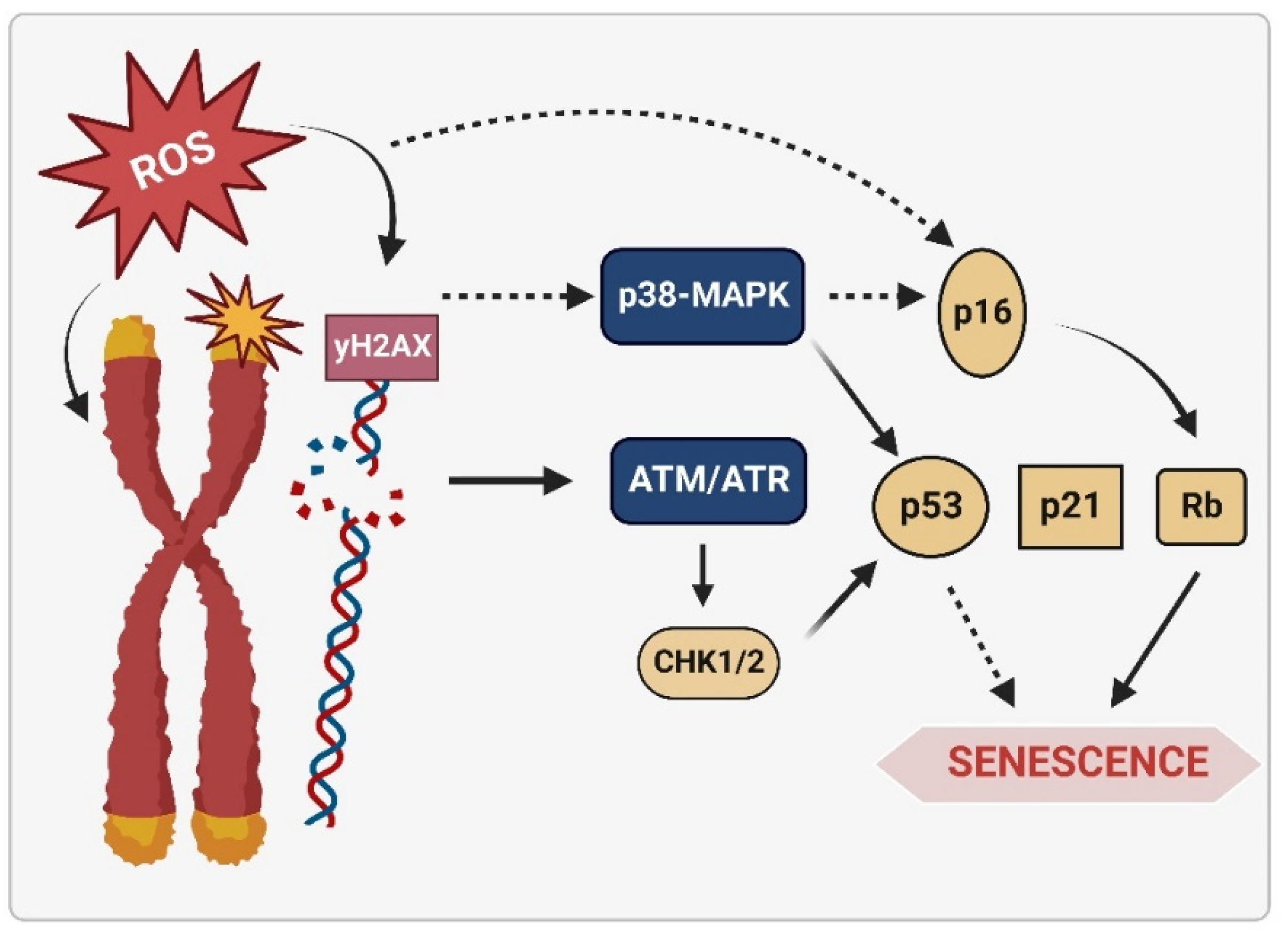 The Relationship between Reactive Oxygen Species and the cGAS/STING ...