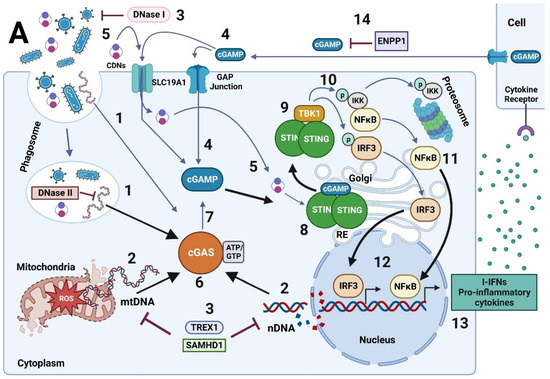 The Relationship between Reactive Oxygen Species and the cGAS/STING ...