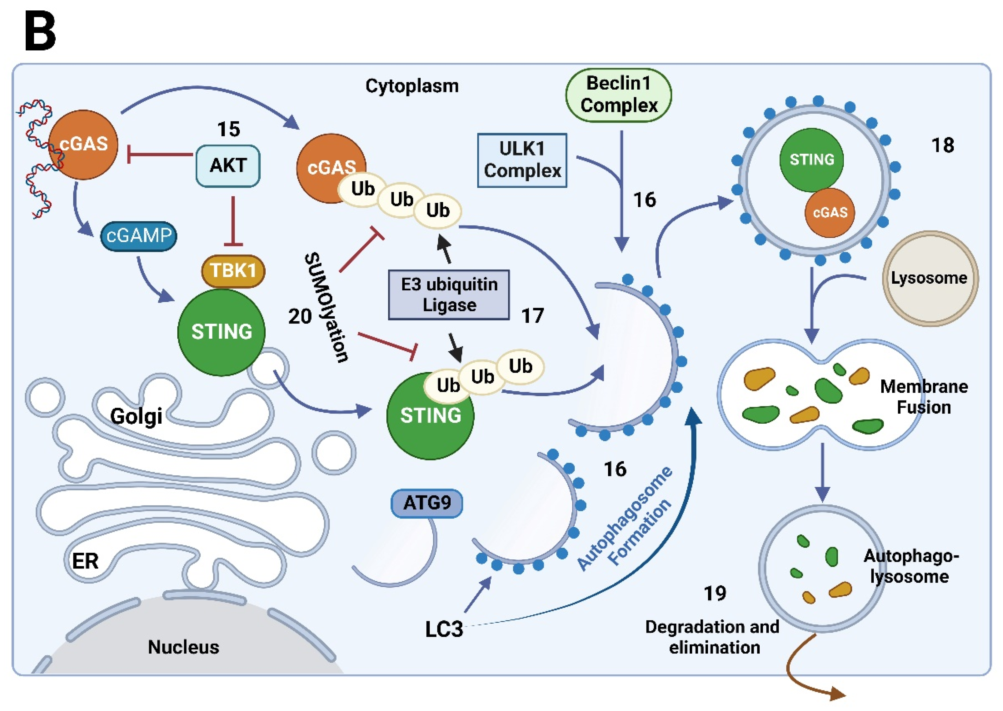 The Relationship between Reactive Oxygen Species and the cGAS/STING ...