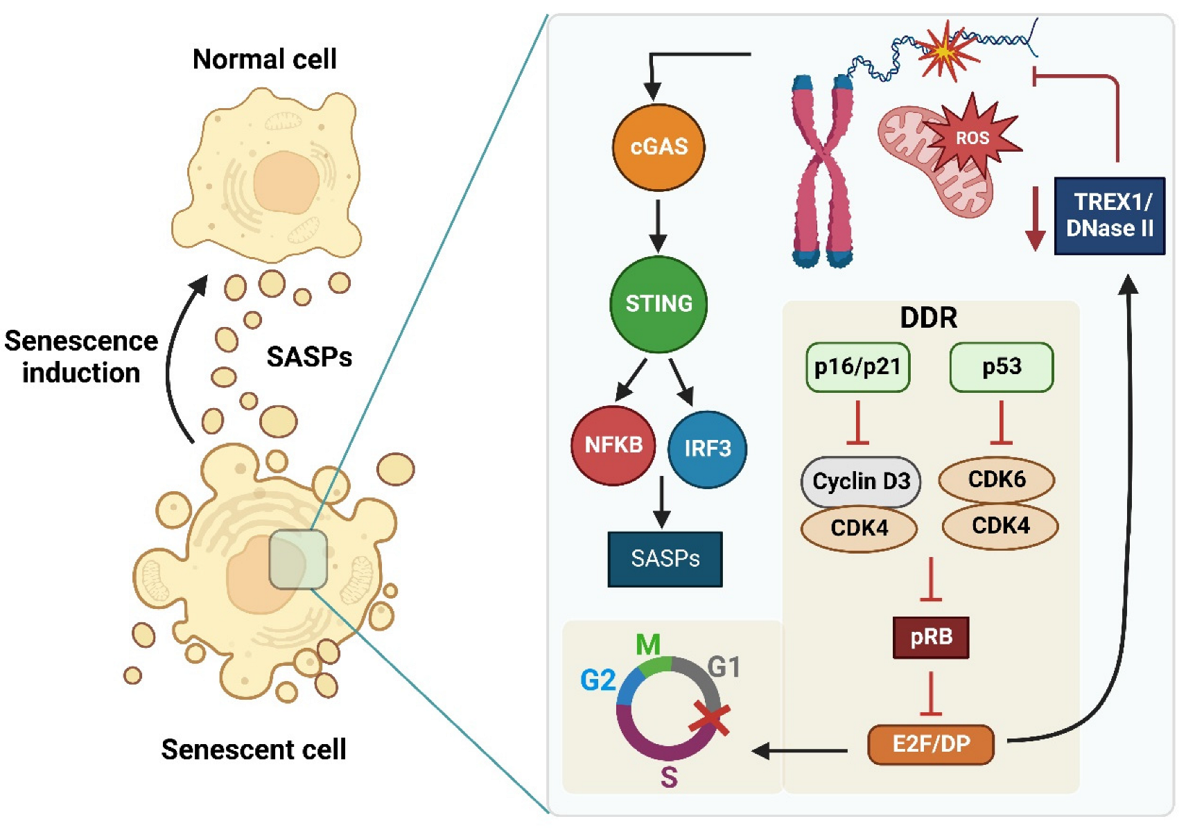 The Relationship between Reactive Oxygen Species and the cGAS/STING ...