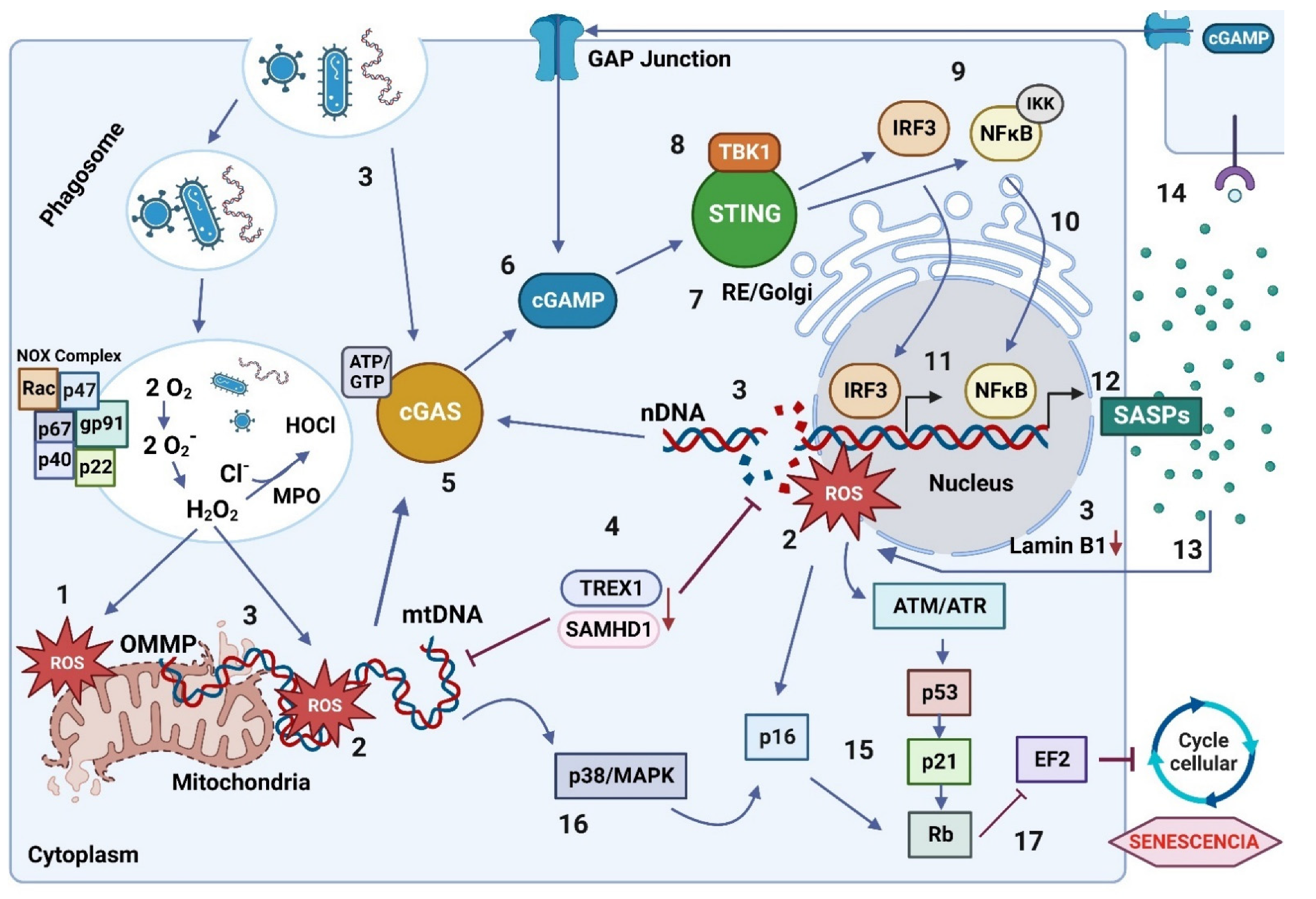 The Relationship between Reactive Oxygen Species and the cGAS/STING ...