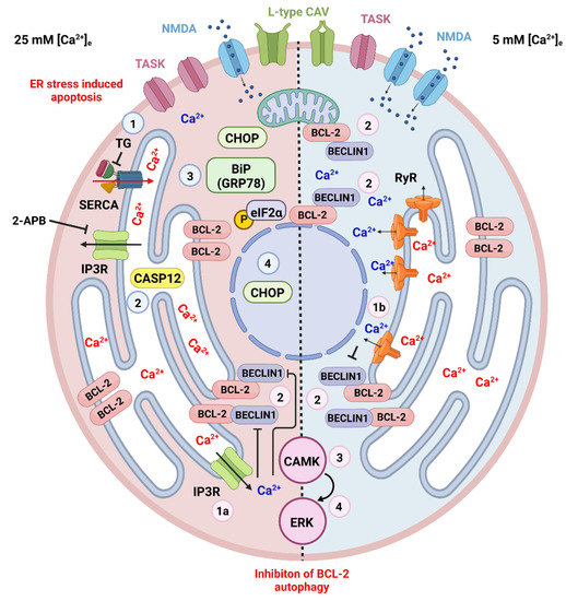 Endoplasmic Reticulum Stress Signaling and Neuronal Cell Death