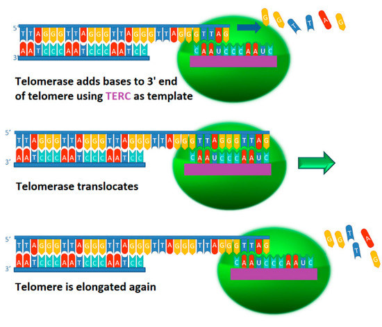IJMS | Free Full-Text | Many Functions of Telomerase Components ...