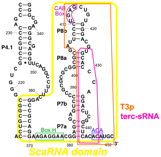 IJMS | Free Full-Text | Many Functions of Telomerase Components ...