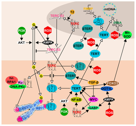 IJMS | Free Full-Text | Many Functions of Telomerase Components: Certainties, Doubts, and ...
