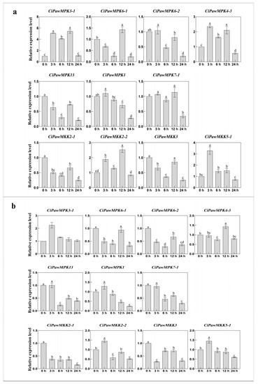 Identification and Expression Analysis of MPK and MKK Gene Families in ...