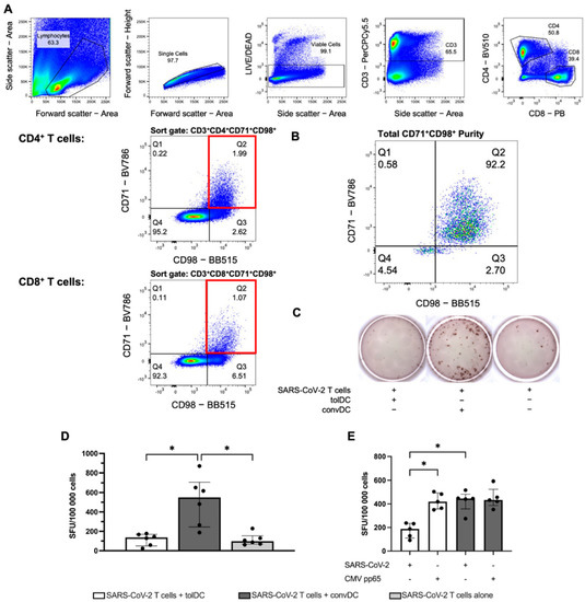 IJMS | Free Full-Text | Tolerogenic Dendritic Cells Induce Apoptosis-Independent T Cell ...