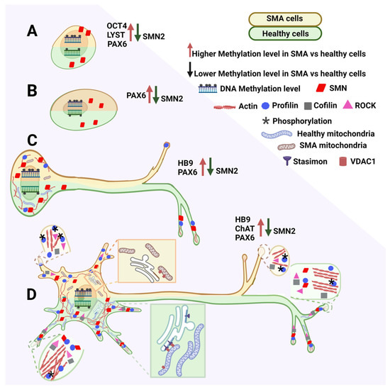 NSC Physiological Features in Spinal Muscular Atrophy: SMN Deficiency ...