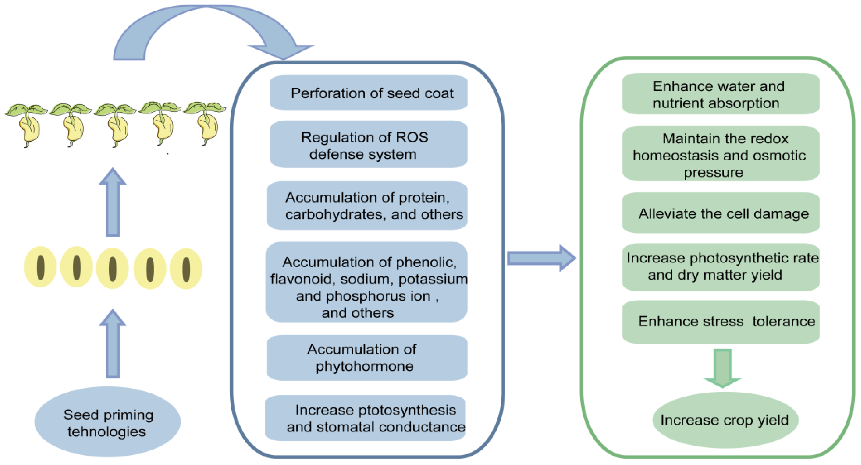 IJMS | Free Full-Text | Ionizing Radiation: Effective Physical Agents for Economic Crop Seed ...