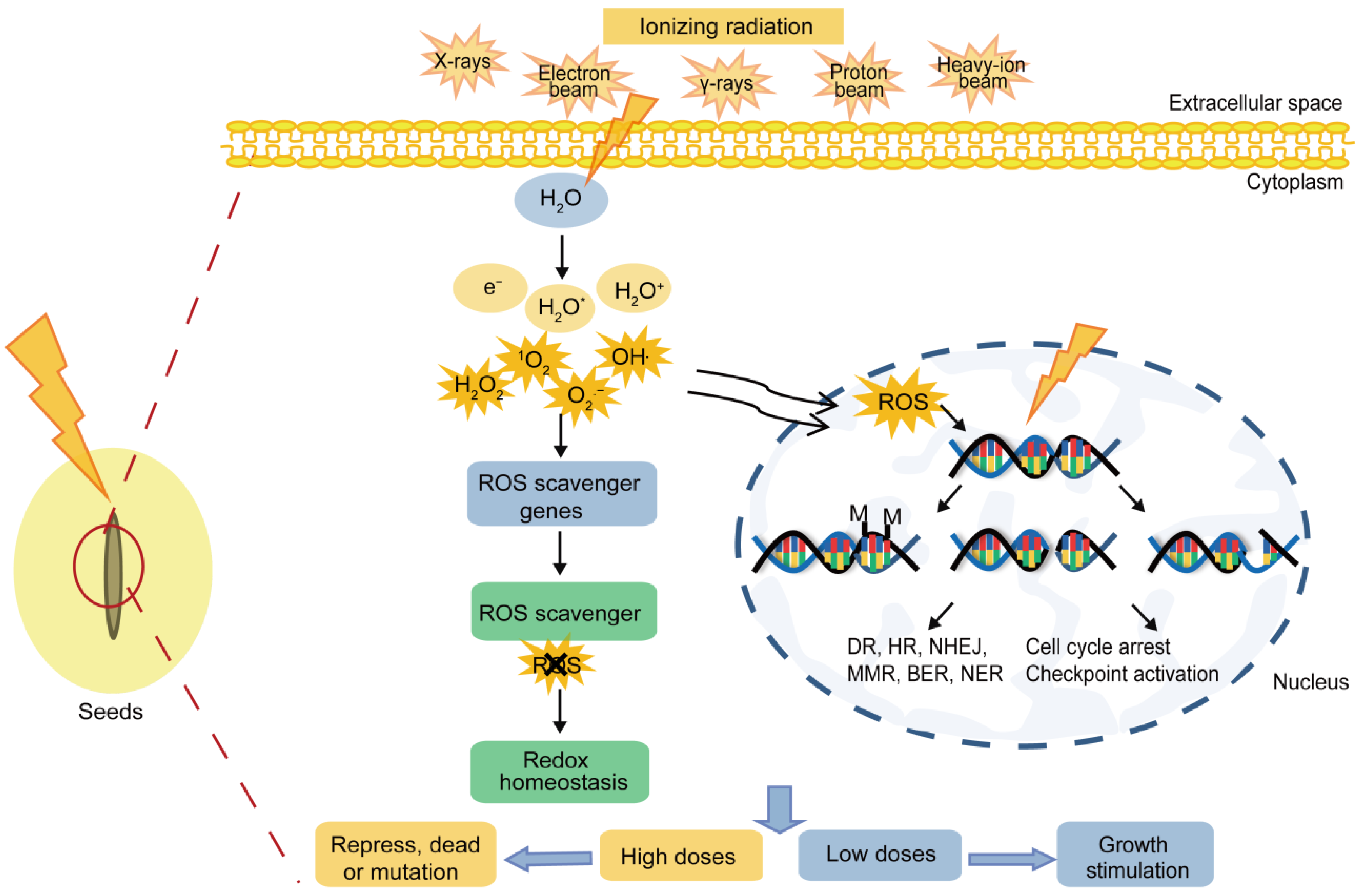 IJMS | Free Full-Text | Ionizing Radiation: Effective Physical Agents for Economic Crop Seed ...