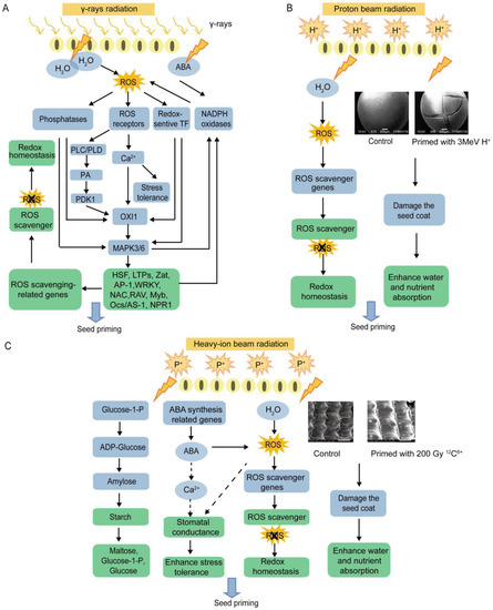 IJMS | Free Full-Text | Ionizing Radiation: Effective Physical Agents for Economic Crop Seed ...