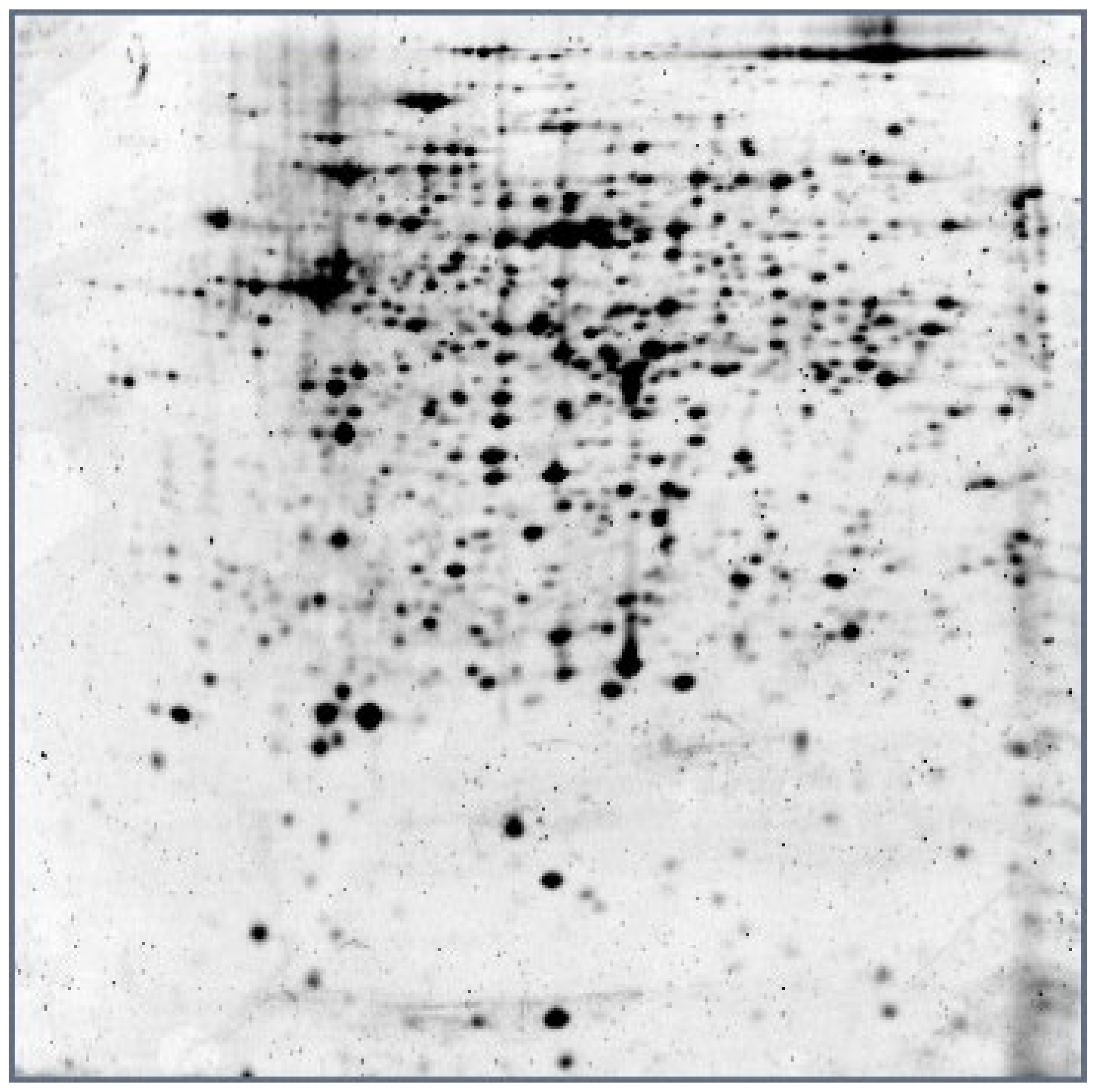 Specific Features of the Proteomic Response of Thermophilic Bacterium ...