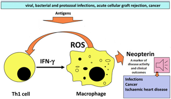 Insights into Molecular Structure of Pterins Suitable for Biomedical ...