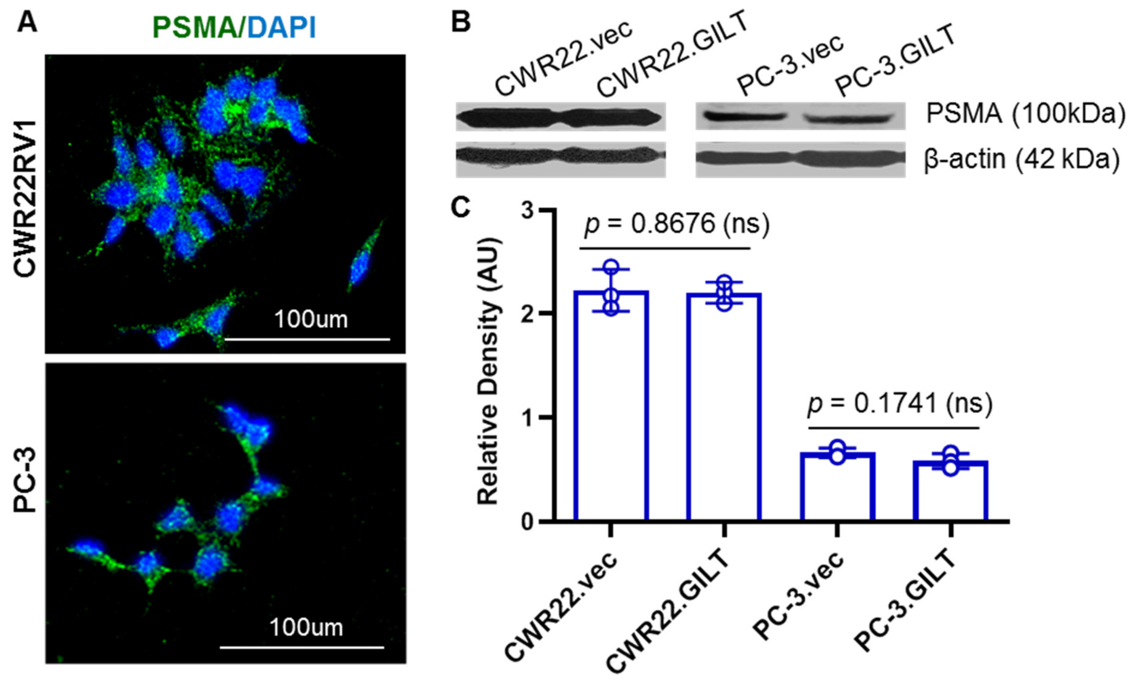 Peptide Modification Diminishes HLA Class II-restricted CD4+ T Cell ...