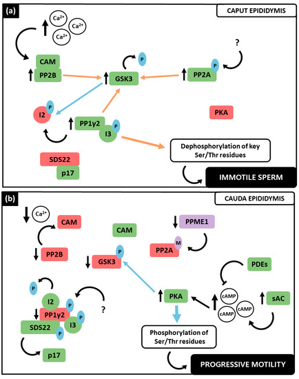PP1, PP2A and PP2B Interplay in the Regulation of Sperm Motility ...