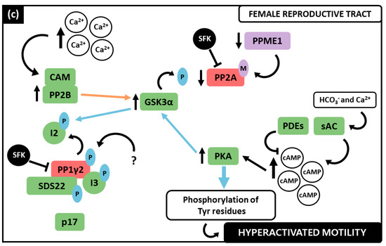 PP1, PP2A and PP2B Interplay in the Regulation of Sperm Motility ...
