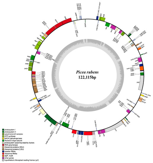 IJMS | Free Full-Text | Assembly and Annotation of Red Spruce (Picea ...