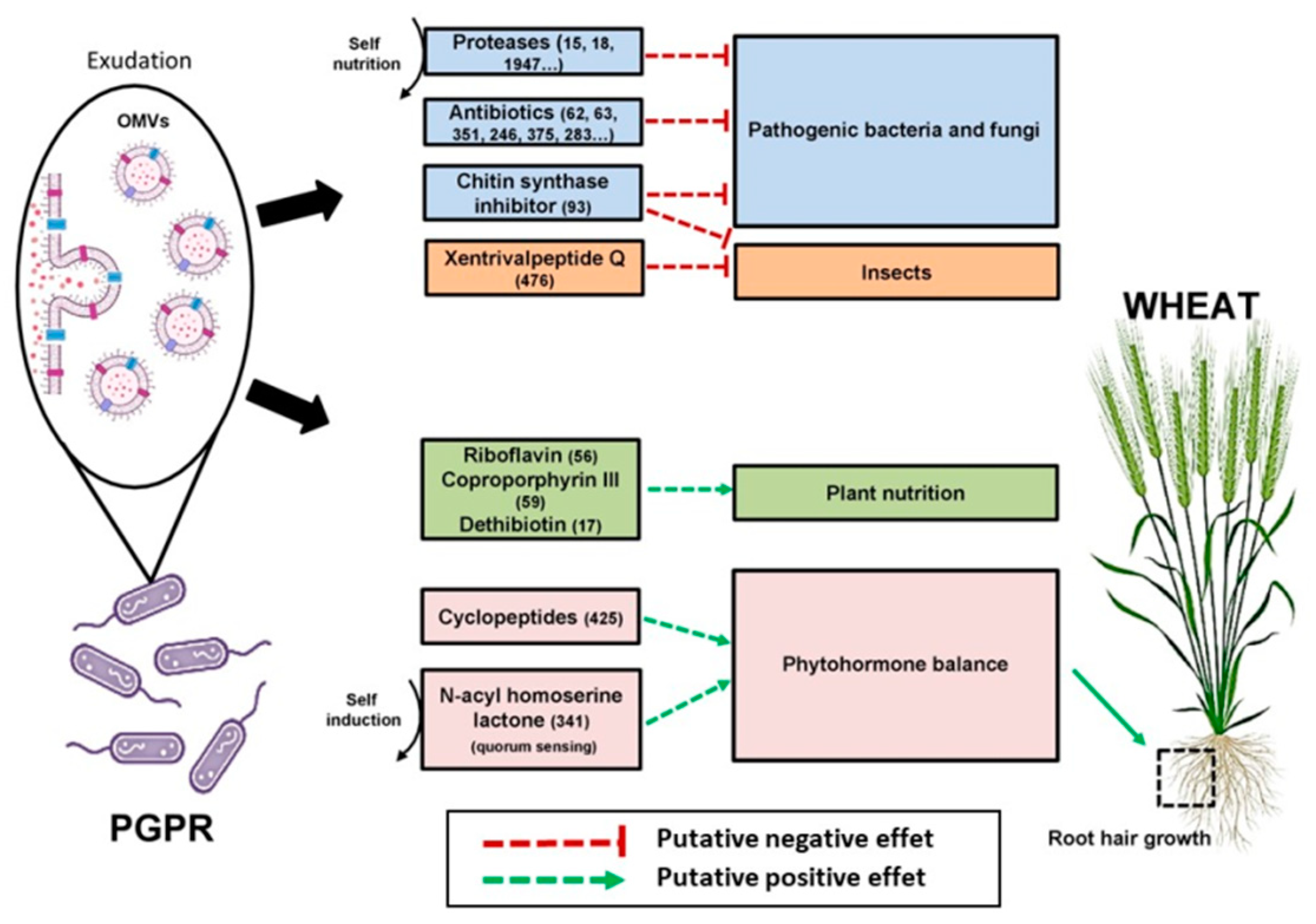 Wild Wheat Rhizosphere-Associated Plant Growth-Promoting Bacteria ...