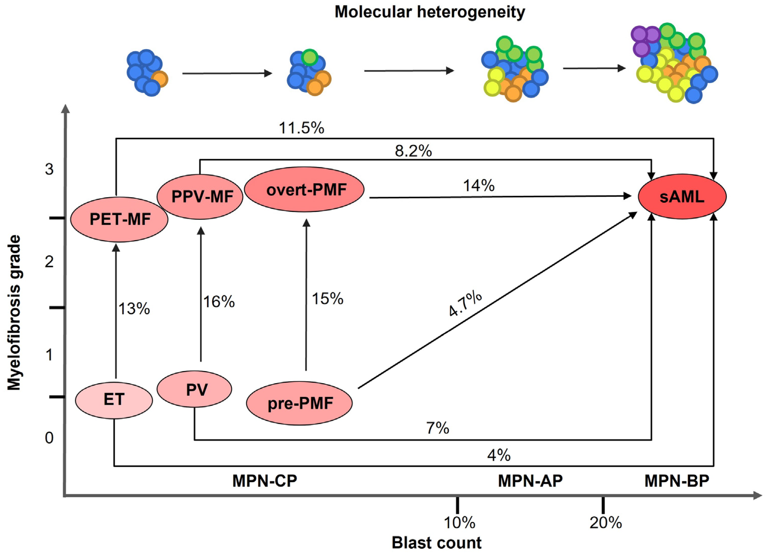 Novel Molecular Insights into Leukemic Evolution of Myeloproliferative ...