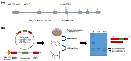 Abnormal Pre-mRNA Splicing in Exonic Fabry Disease-Causing GLA Mutations