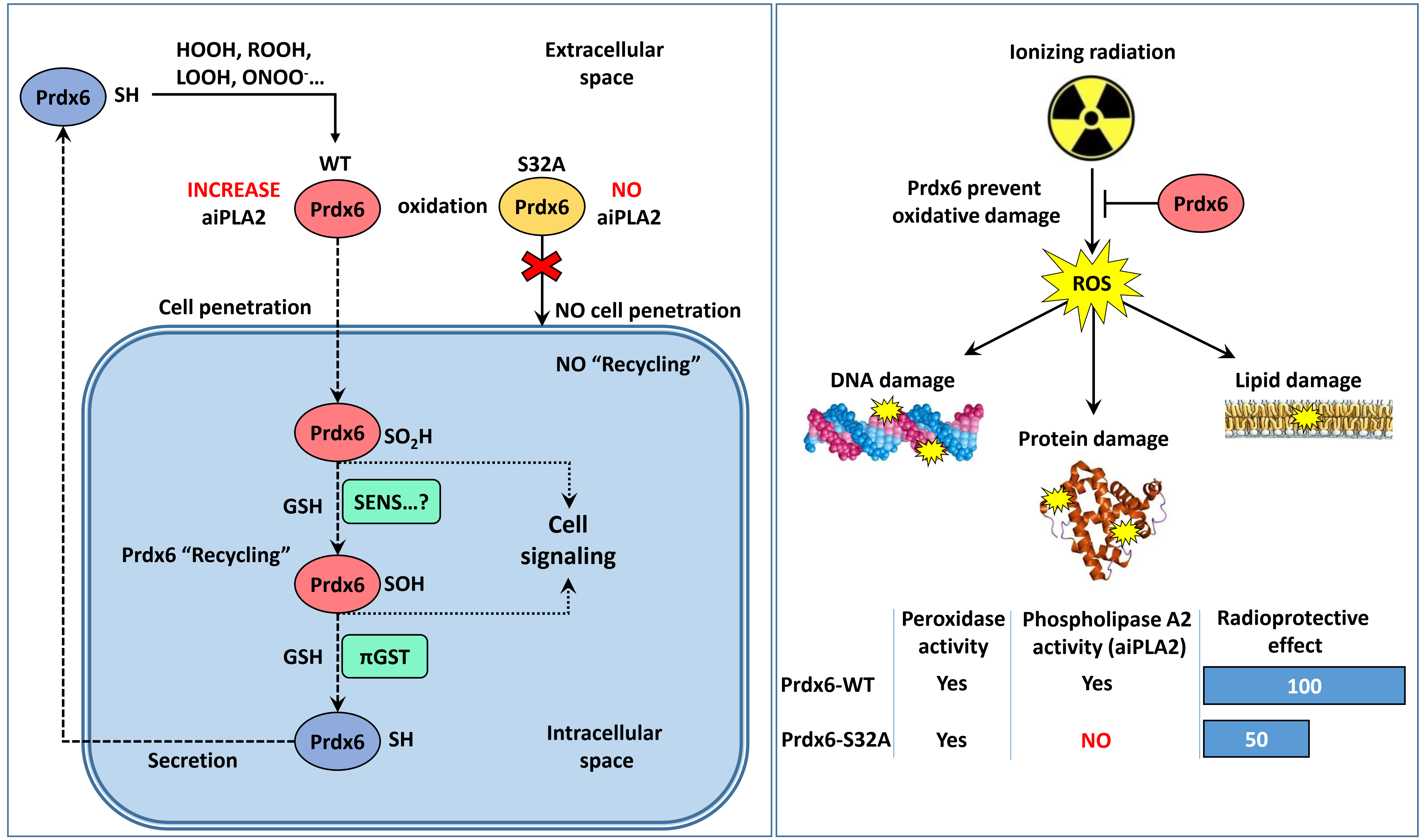 IJMS | Free Full-Text | The Role of Phospholipase Activity of Peroxiredoxin 6 in Its ...
